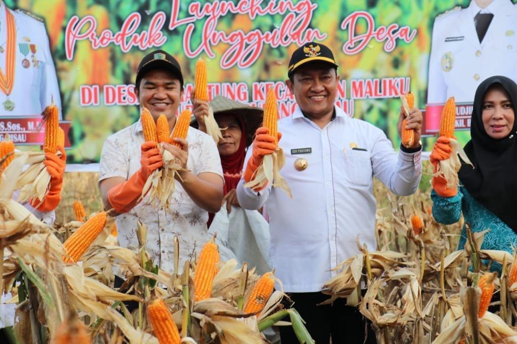 Jagung dan Kedelai Dalam Skala Besar Berpotensi Dikembangkan di Lahan Food Estate ...